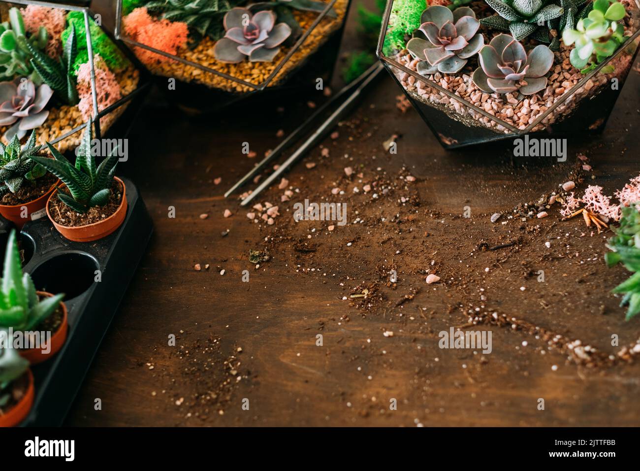 diy florarium home gardening business succulents Stock Photo - Alamy