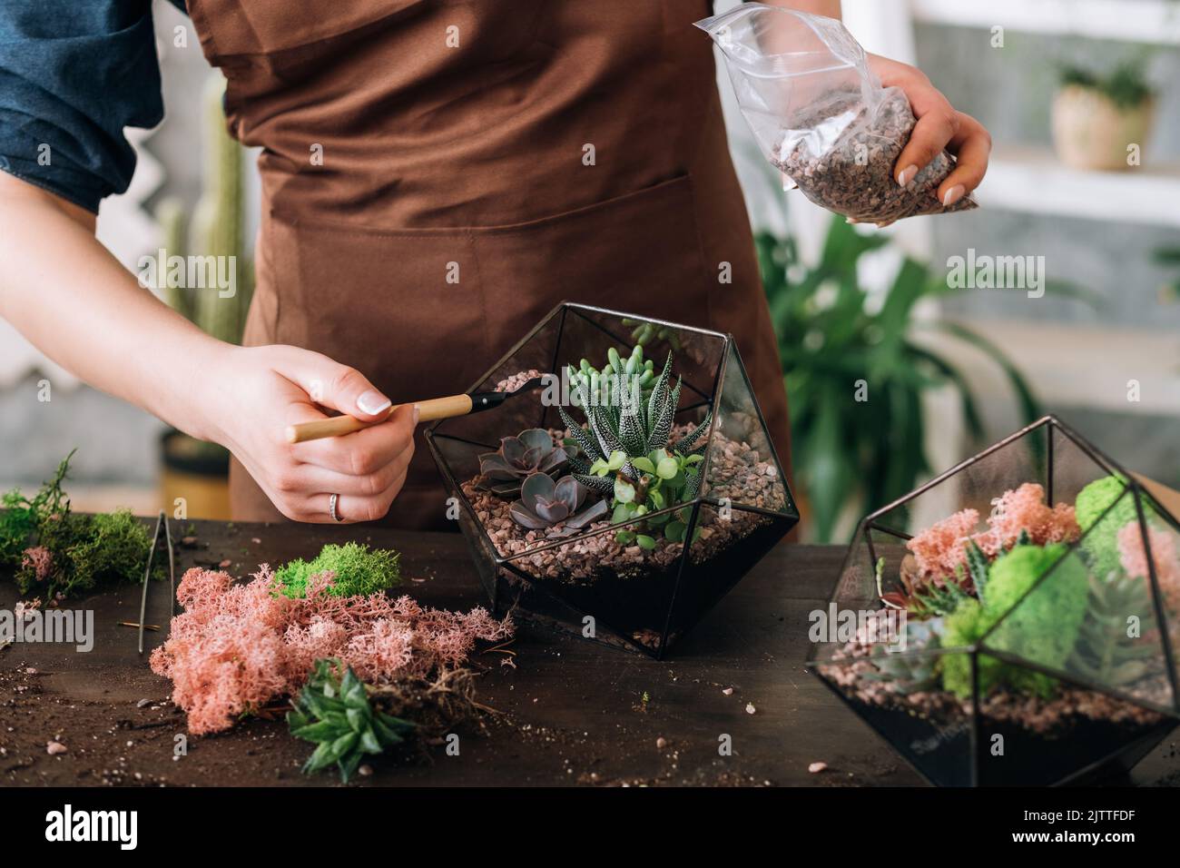 diy florarium handmade natural decor succulents Stock Photo - Alamy