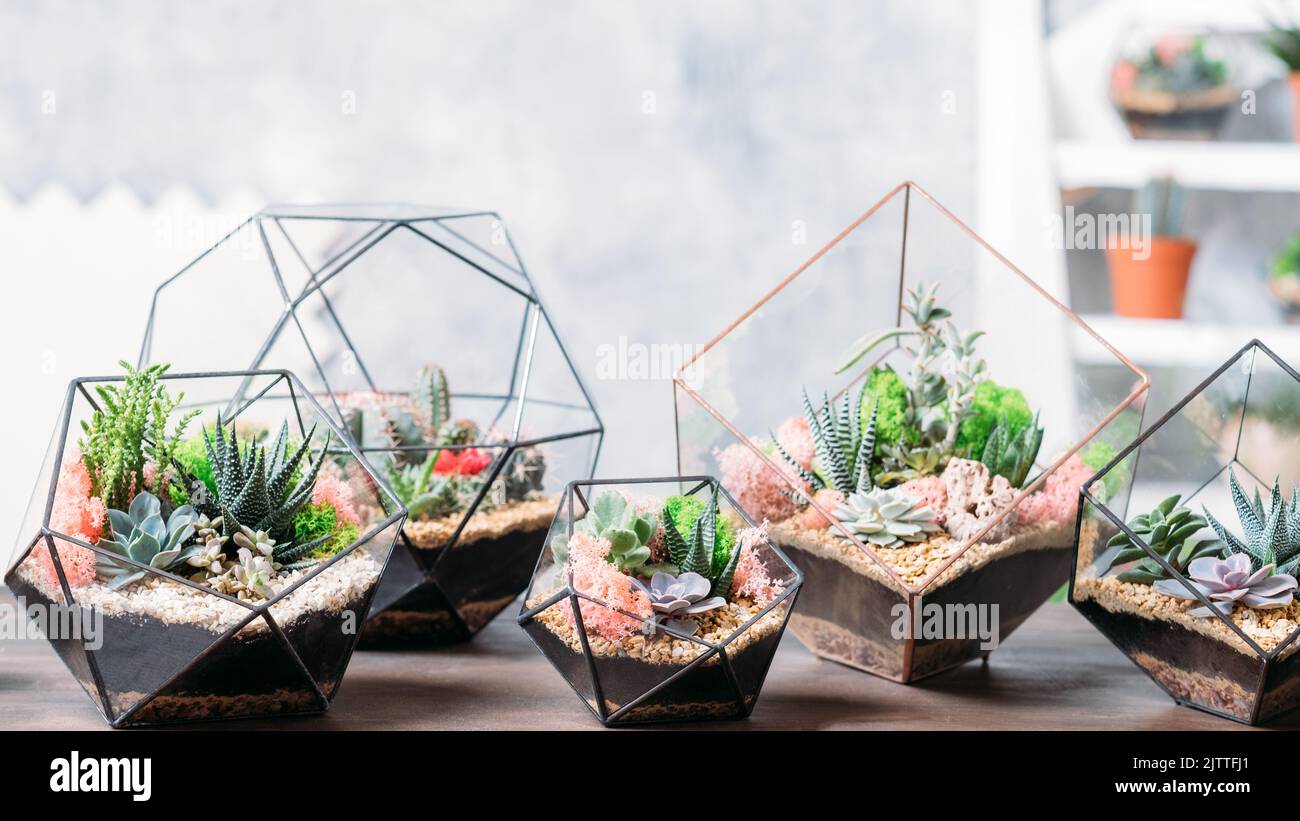 diy florarium handmade natural gift succulents Stock Photo - Alamy