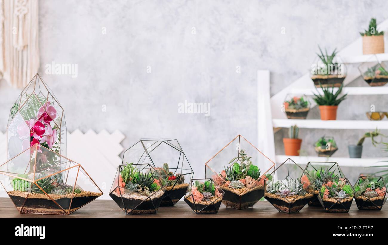 diy florarium natural interior decor green plants Stock Photo - Alamy