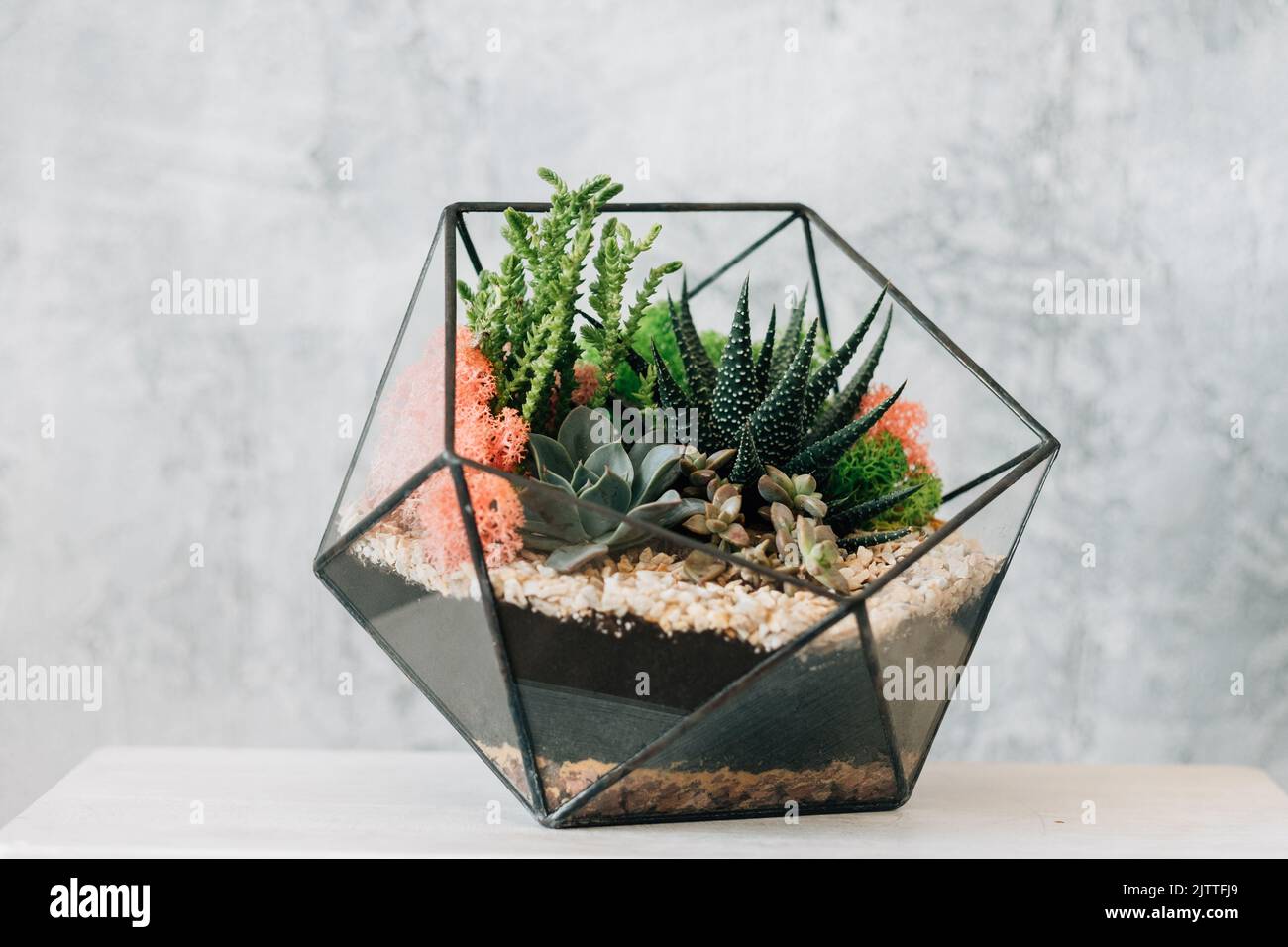 diy florarium natural interior decor succulents Stock Photo - Alamy