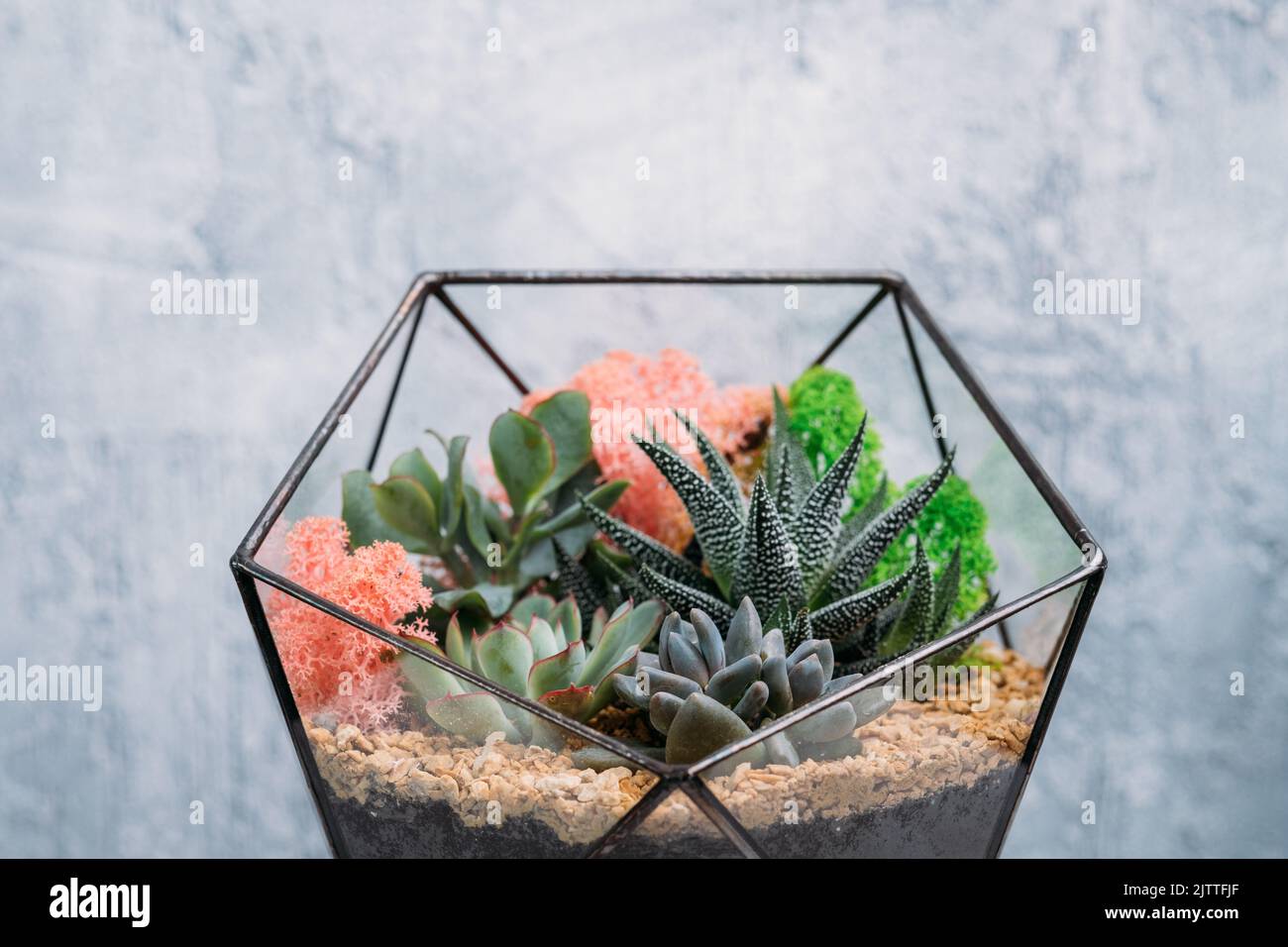 diy florarium home gardening colorful plants vase Stock Photo - Alamy