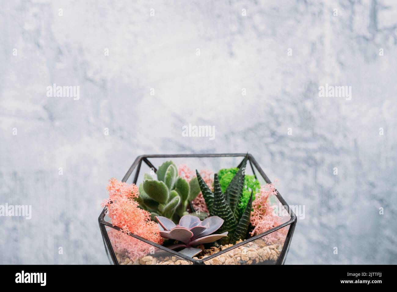 diy florarium handmade natural gift succulents Stock Photo - Alamy