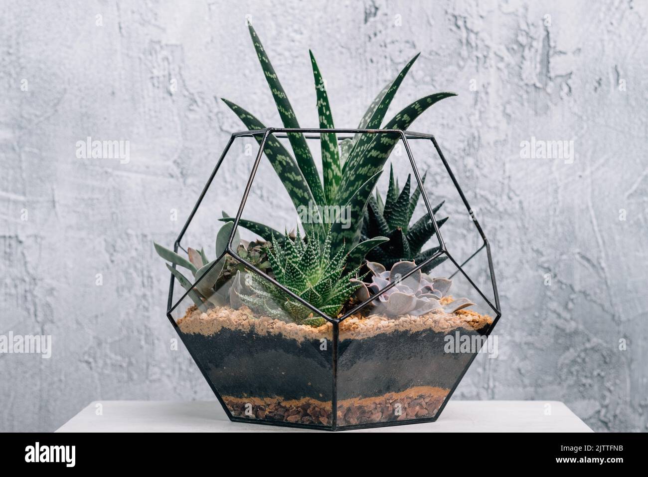 diy florarium natural interior decor succulents Stock Photo - Alamy