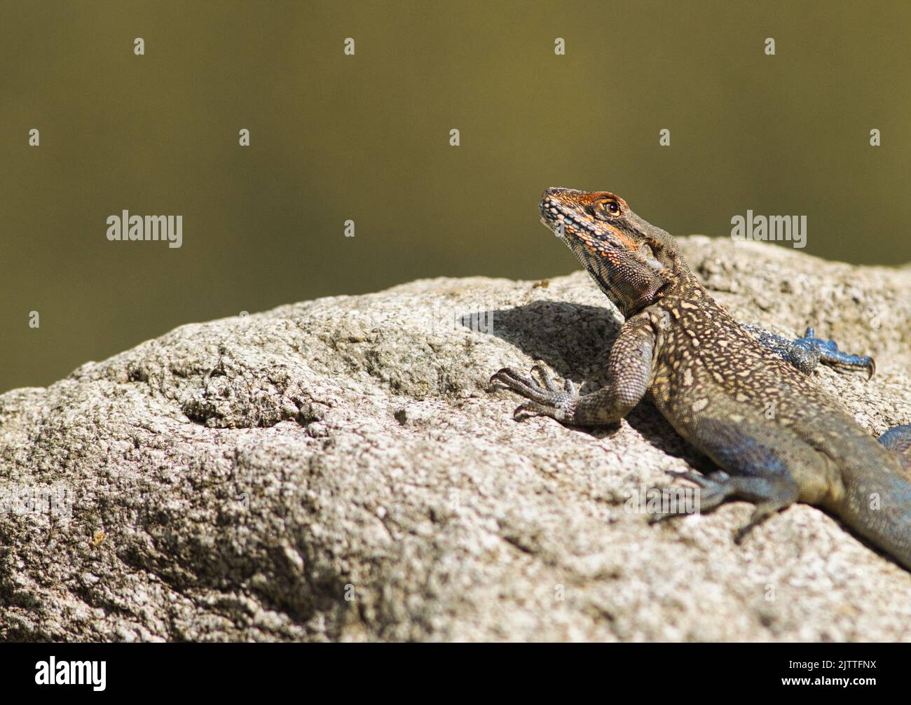 A closeup of a lizard on a rough surfaced rock Stock Photo - Alamy