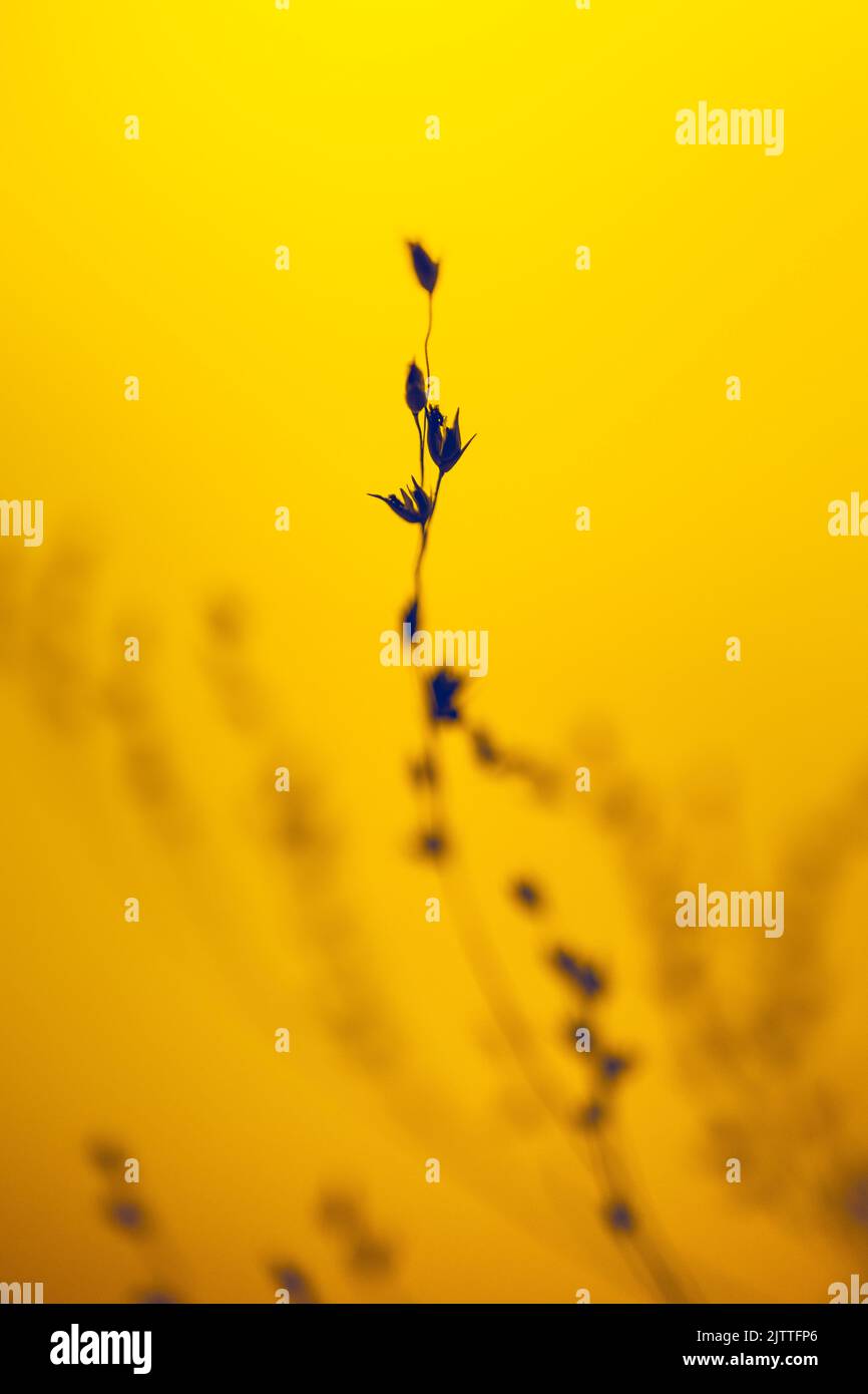 A shallow focus of a single wild plant silhouette in yellow light Stock ...