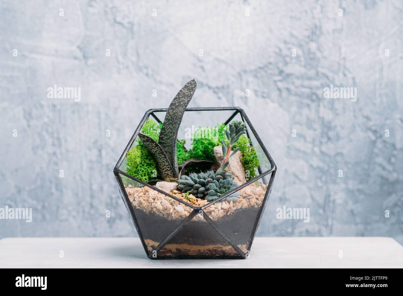 Geometric succulent hi-res stock photography and images - Alamy