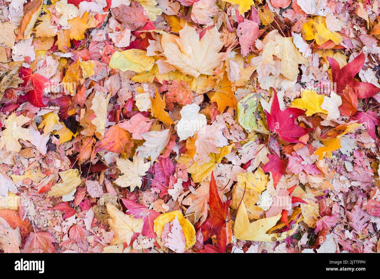 A pile of warm colored leaves in fall fill the frame of an abstract ...