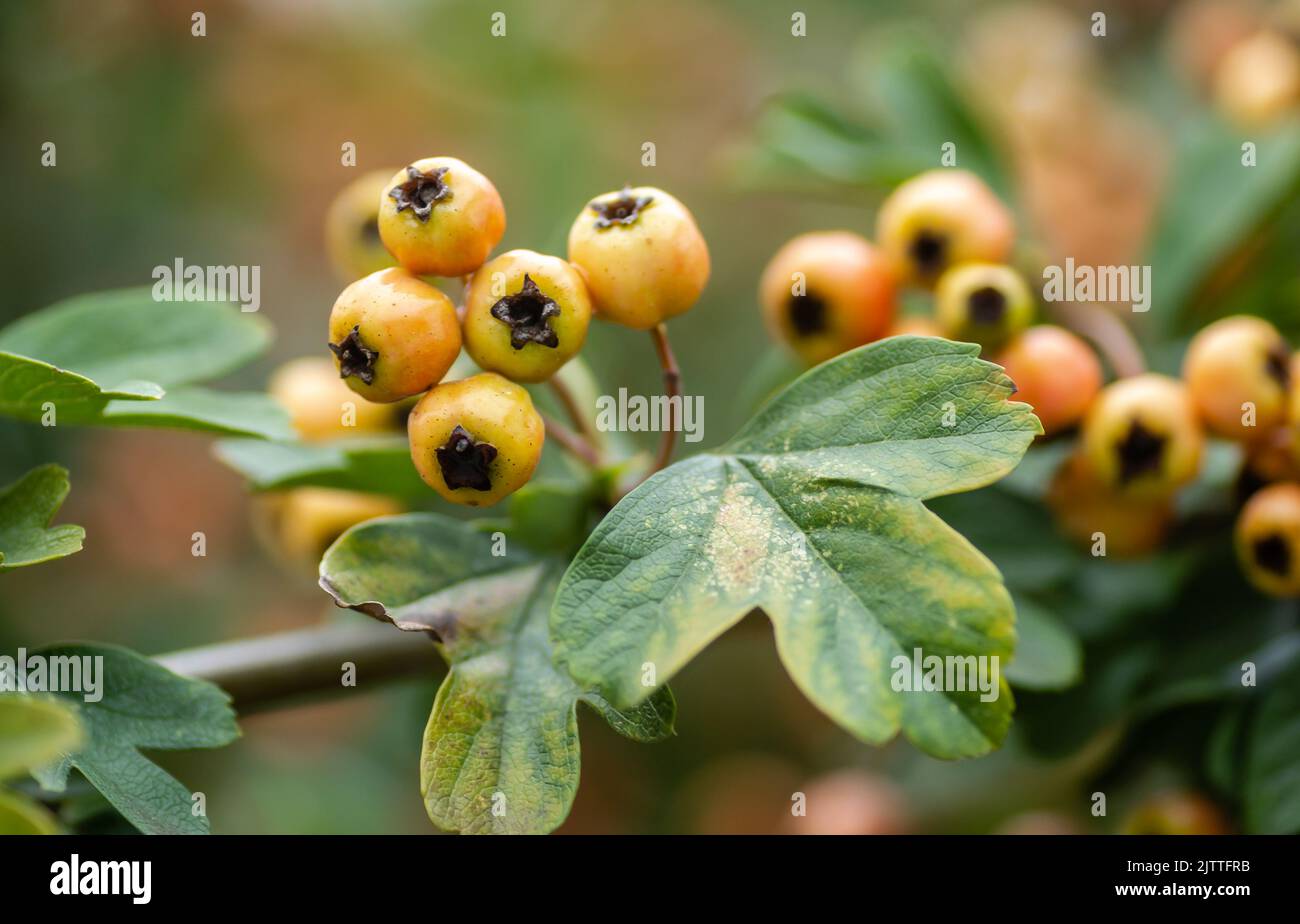 Unripe fruits on a Crataegus tree in summer. Crataegus hawthorn ...
