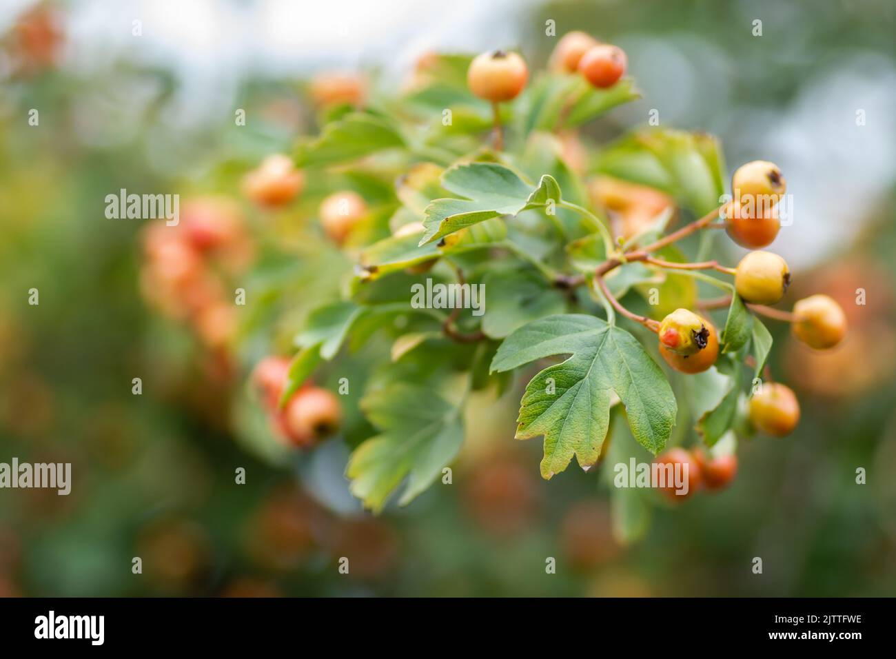 Unripe fruits on a Crataegus tree in summer. Crataegus hawthorn ...