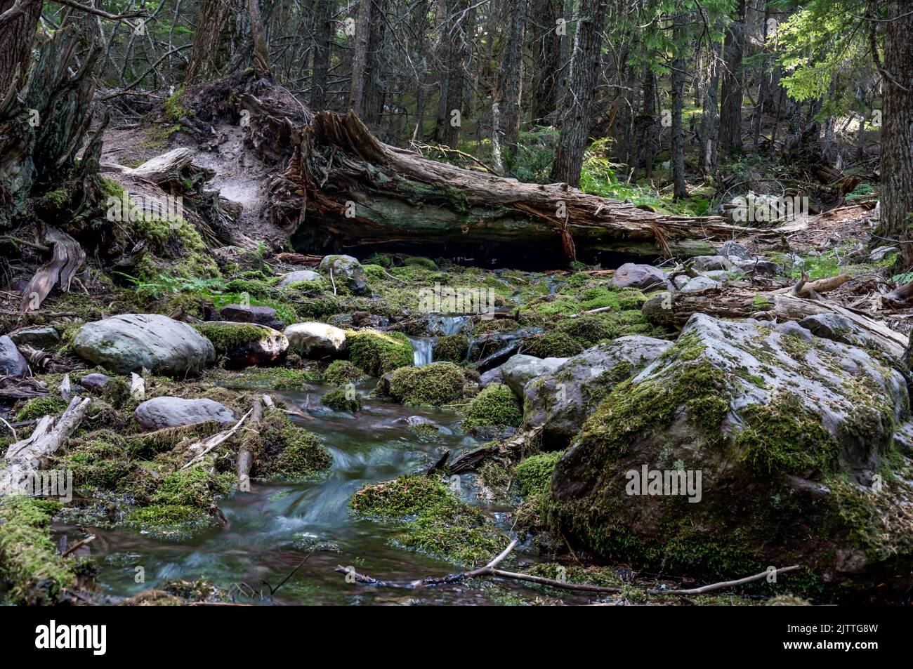Running glacier melt water in a shallow stream along the Trail of ...