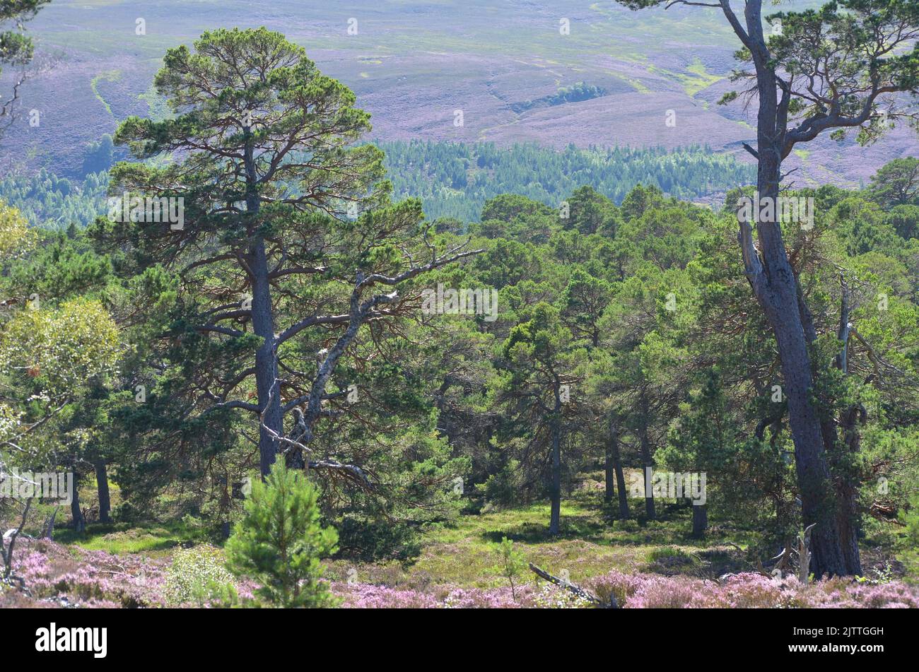 Mixed Scots pine-birch forests and heather moorland at Clais Fhearnaig ...