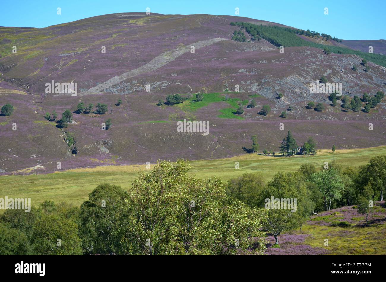 Mixed Scots pine-birch forests and heather moorland at Clais Fhearnaig ...