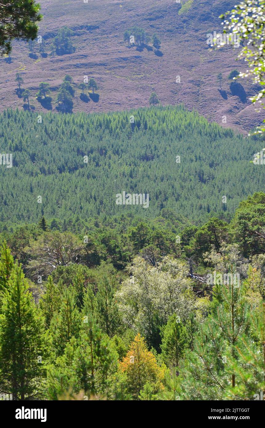 Mixed Scots pine-birch forests and heather moorland at Clais Fhearnaig ...