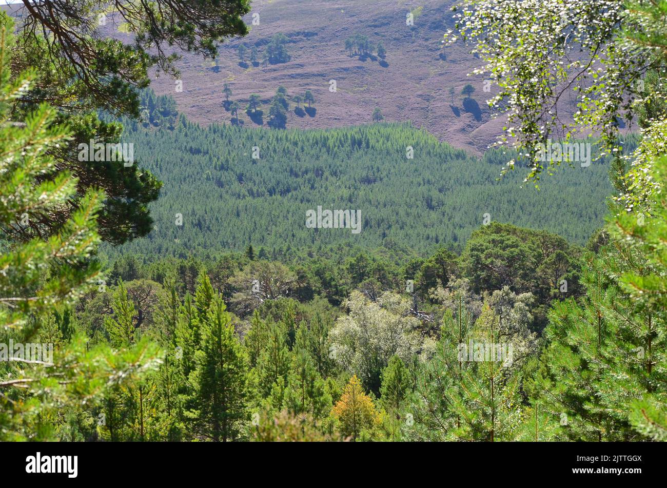 Mixed Scots pine-birch forests and heather moorland at Clais Fhearnaig ...