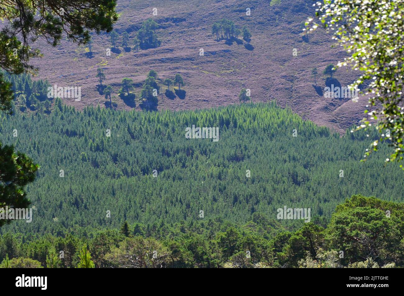 Mixed Scots pine-birch forests and heather moorland at Clais Fhearnaig ...