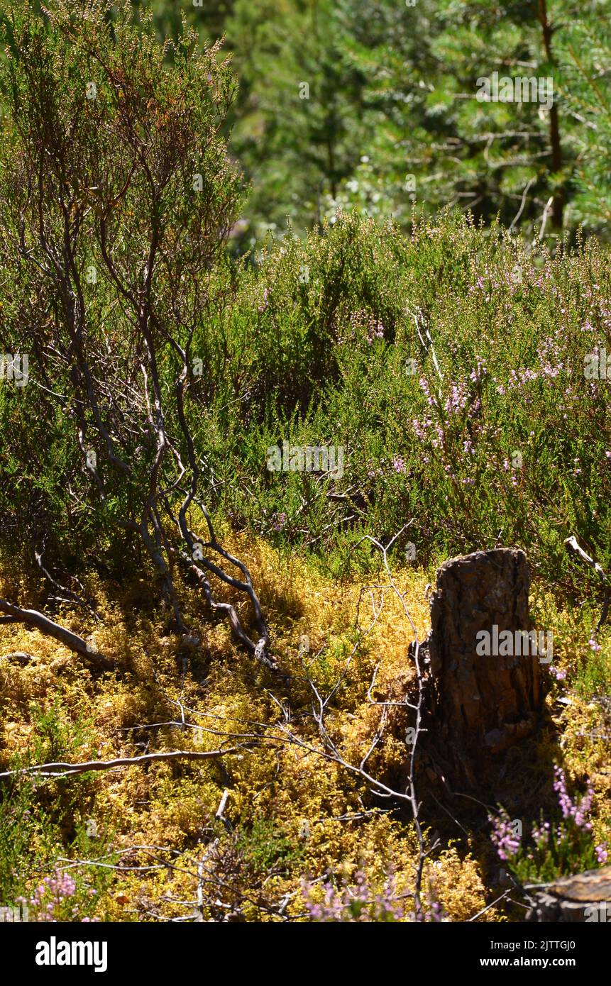 Mixed Scots pine-birch forests and heather moorland at Clais Fhearnaig ...