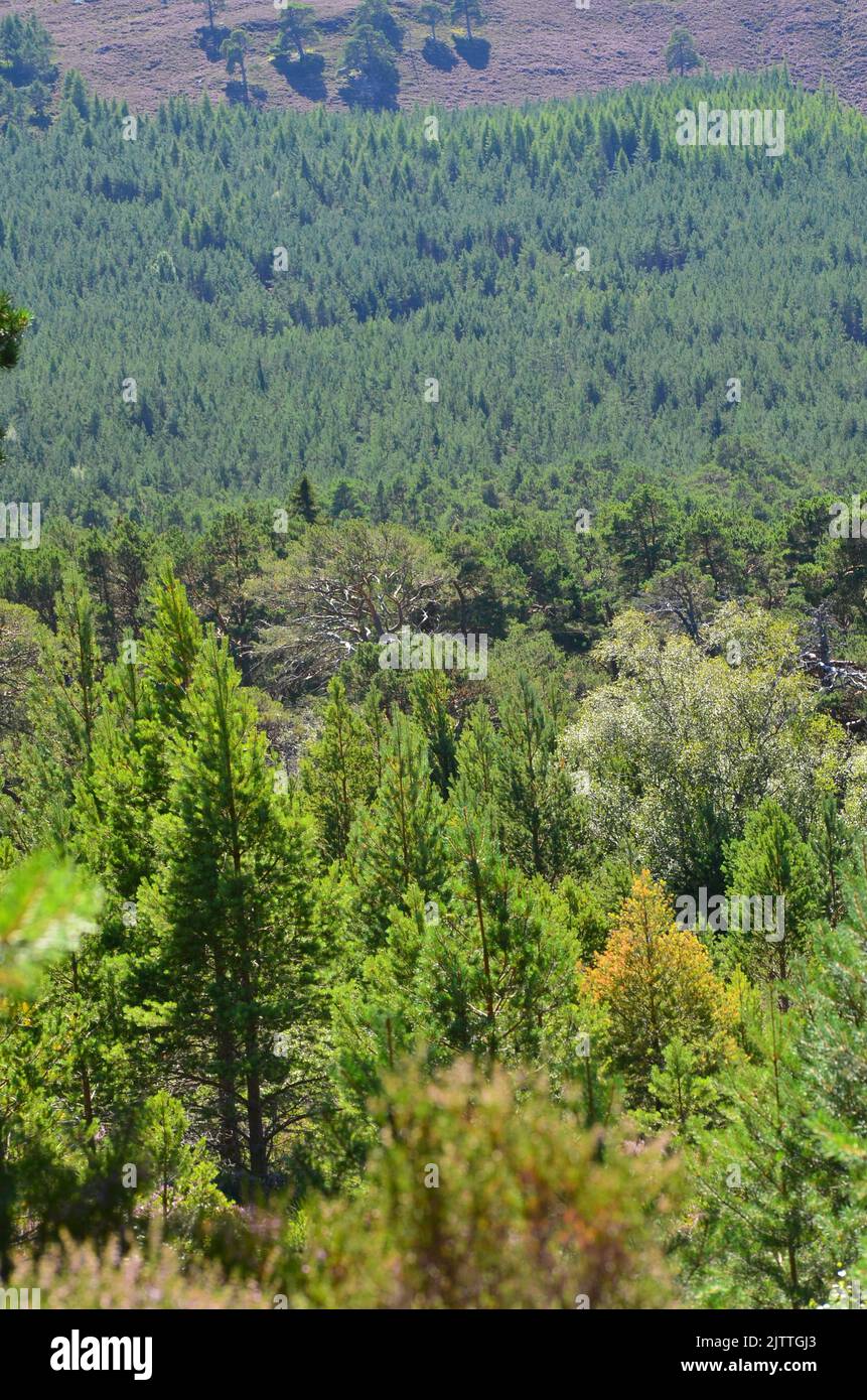 Mixed Scots pine-birch forests and heather moorland at Clais Fhearnaig ...