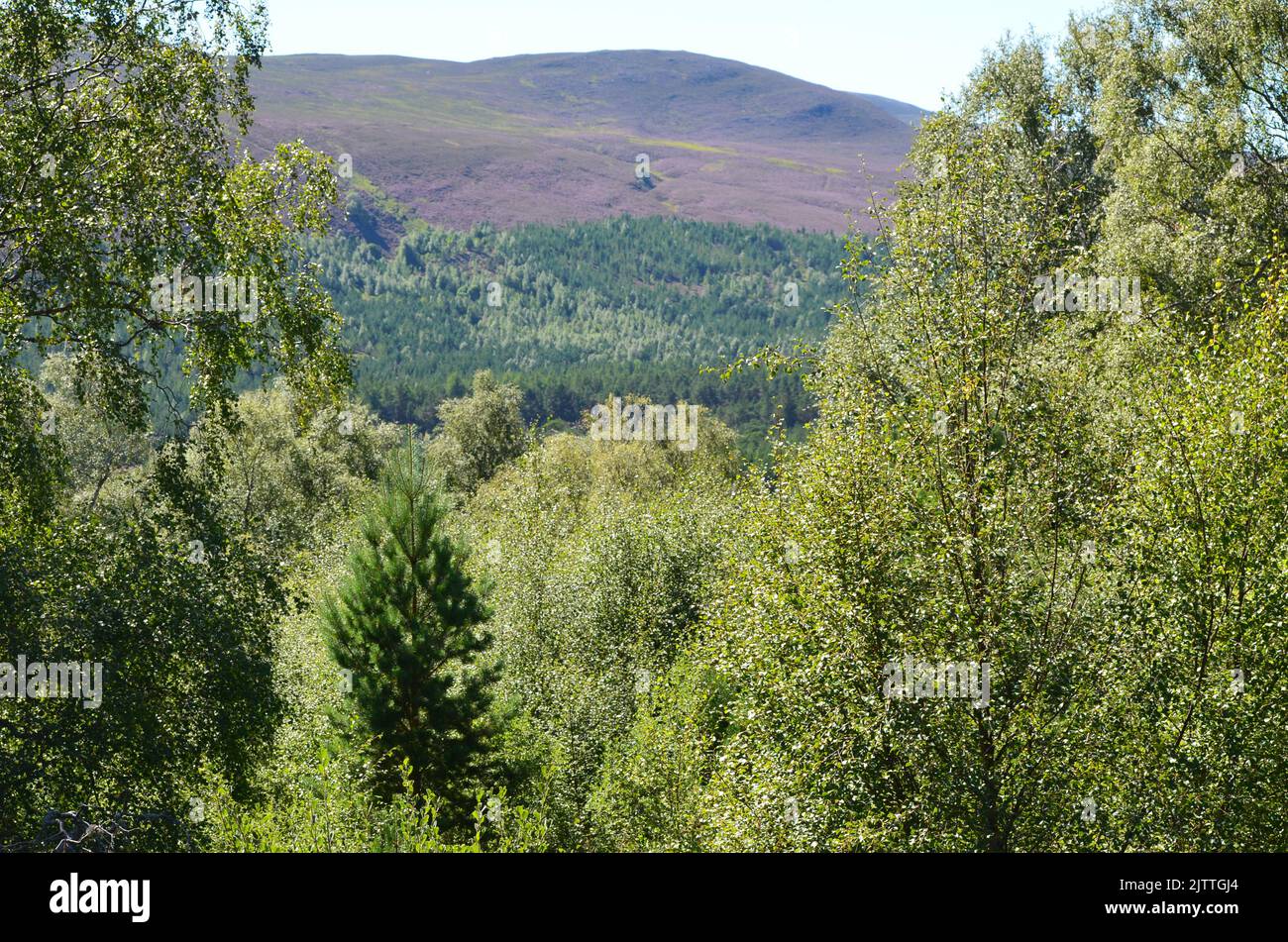 Mixed Scots pine-birch forests and heather moorland at Clais Fhearnaig ...