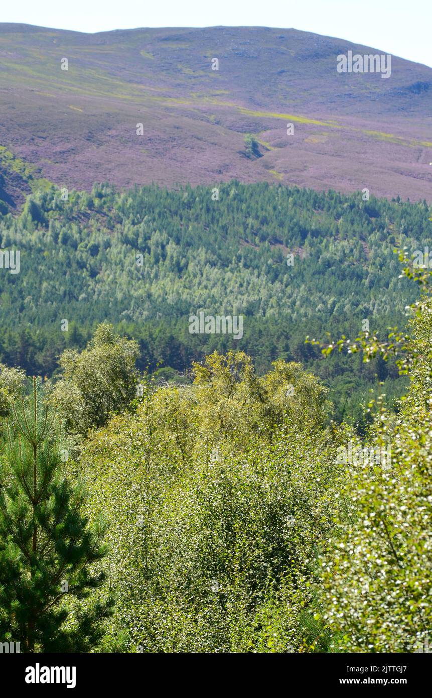 Mixed Scots pine-birch forests and heather moorland at Clais Fhearnaig ...