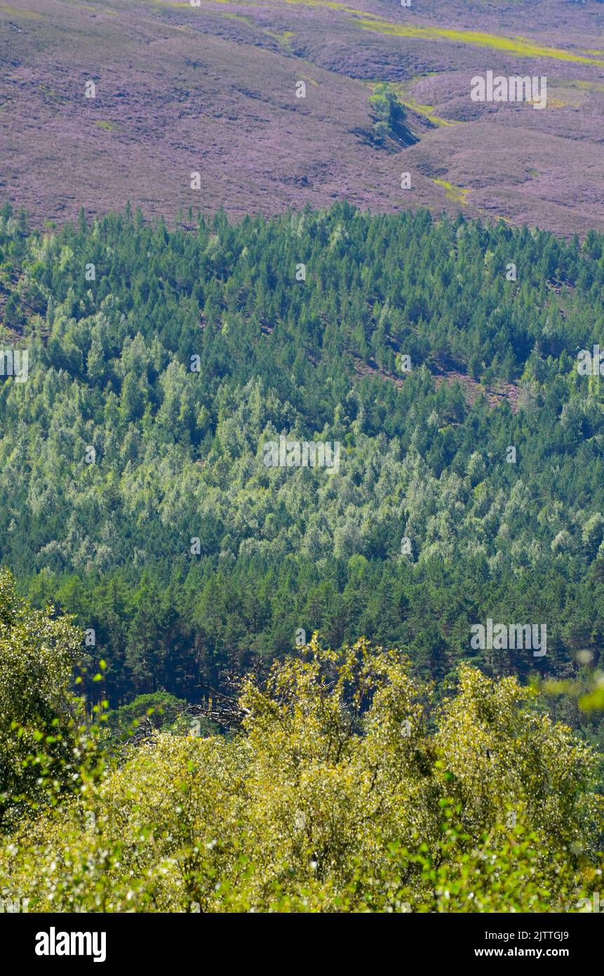 Mixed Scots pine-birch forests and heather moorland at Clais Fhearnaig ...