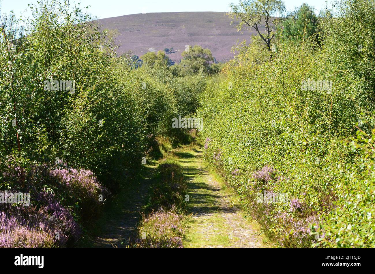 Mixed Scots pine-birch forests and heather moorland at Clais Fhearnaig ...
