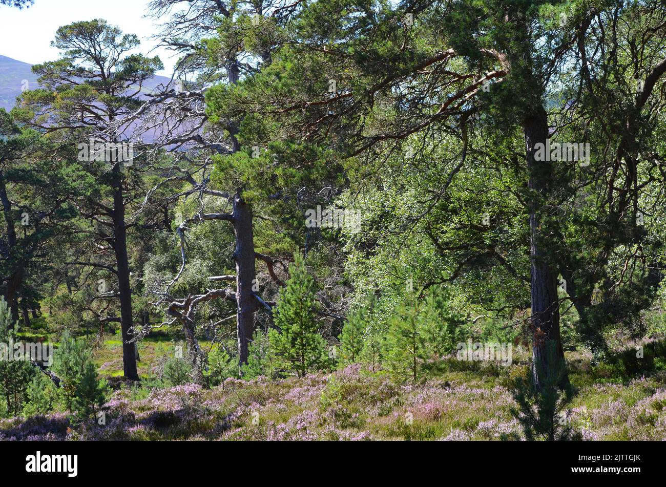 Mixed Scots pine-birch forests and heather moorland at Clais Fhearnaig ...