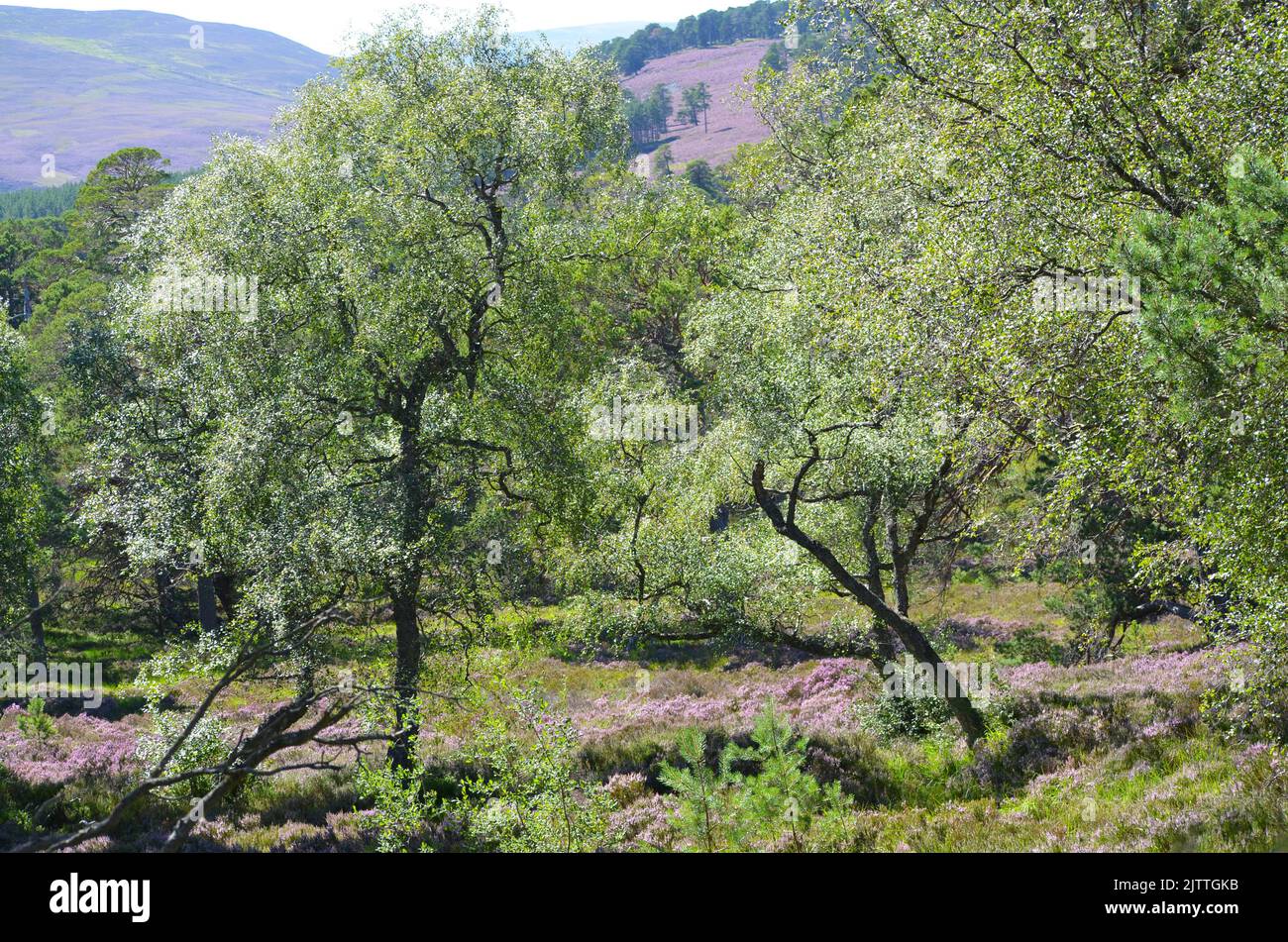 Mixed Scots pine-birch forests and heather moorland at Clais Fhearnaig ...