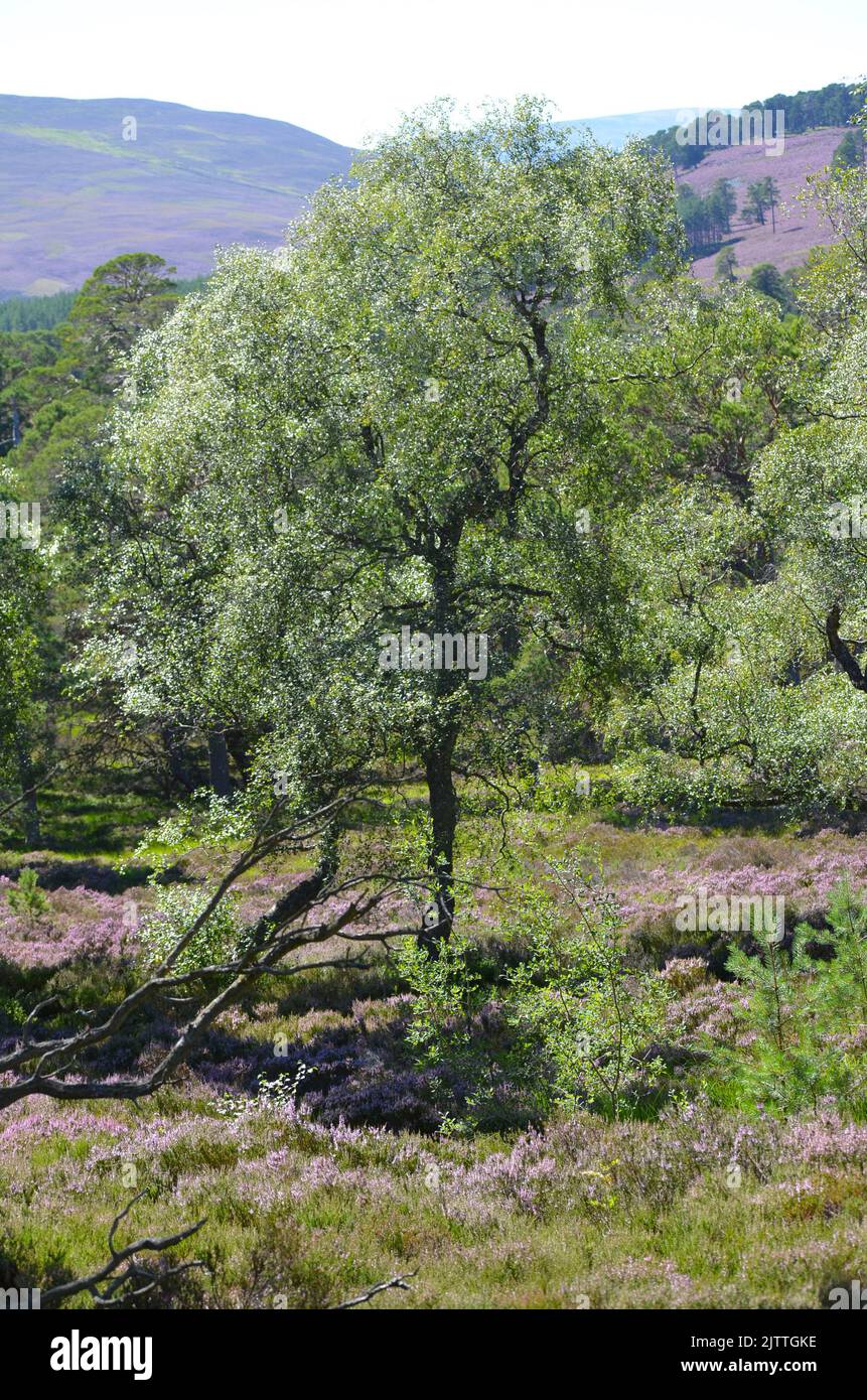 Mixed Scots pine-birch forests and heather moorland at Clais Fhearnaig ...