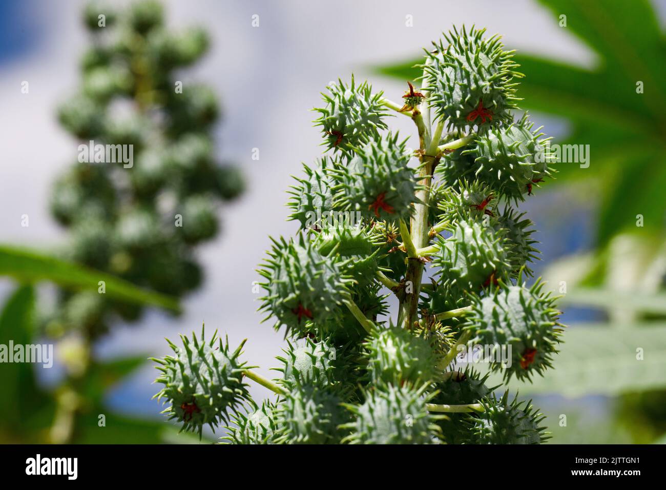 Bean castor hi-res stock photography and images - Alamy