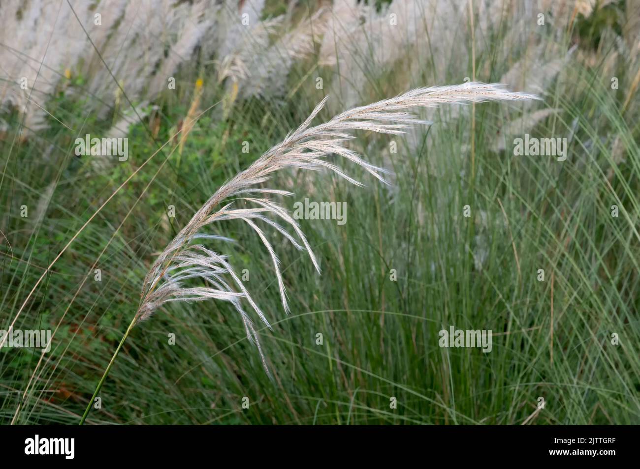 Kaash ful, Saccharum spontaneum is a seasonal flower which blooms in ...