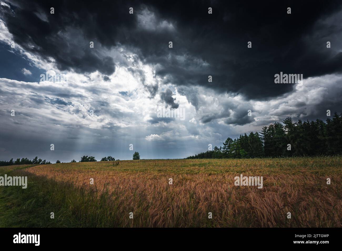 The dramatic thunderclouds over a field with green trees Stock Photo ...