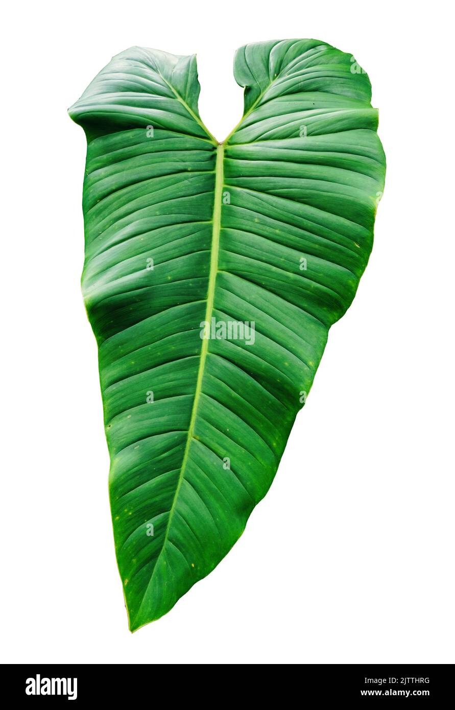 A vertical vibrant green Laceleaf leaf isolated on white background ...