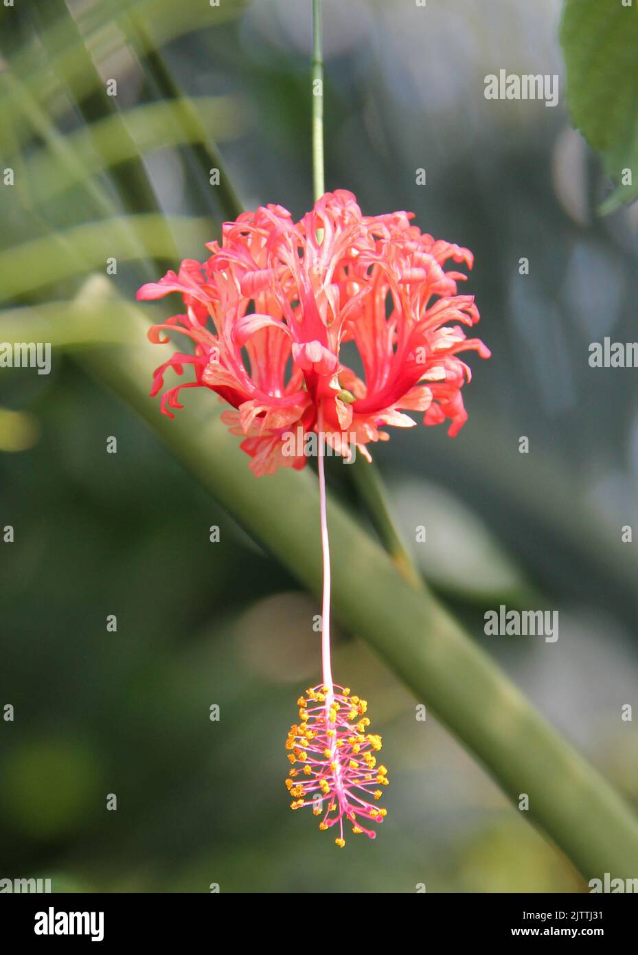 The Hanging Flower of a Japanese Lantern Plant Stock Photo - Alamy