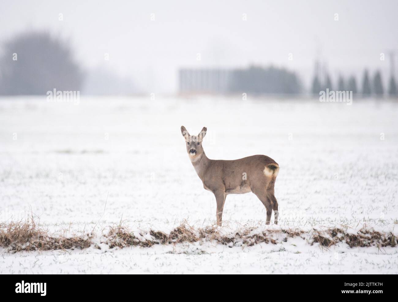 Roe deer in a field covered with snow. Wild animals in winter. Negative ...