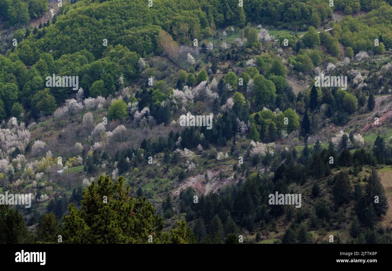 Beech forests and meadows in spring, with Wild Cherry in flower, above ...