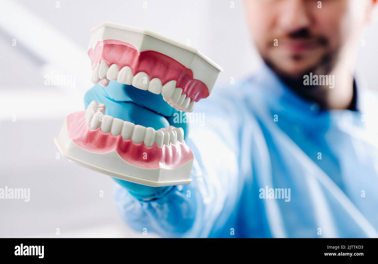 A model of a human jaw with teeth and a toothbrush in the dentist's ...