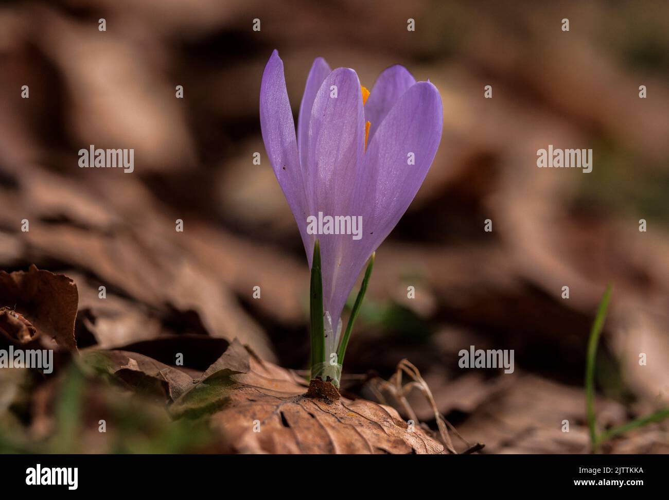 The Veluch crocus, Crocus veluchensis in flower in montane beech ...