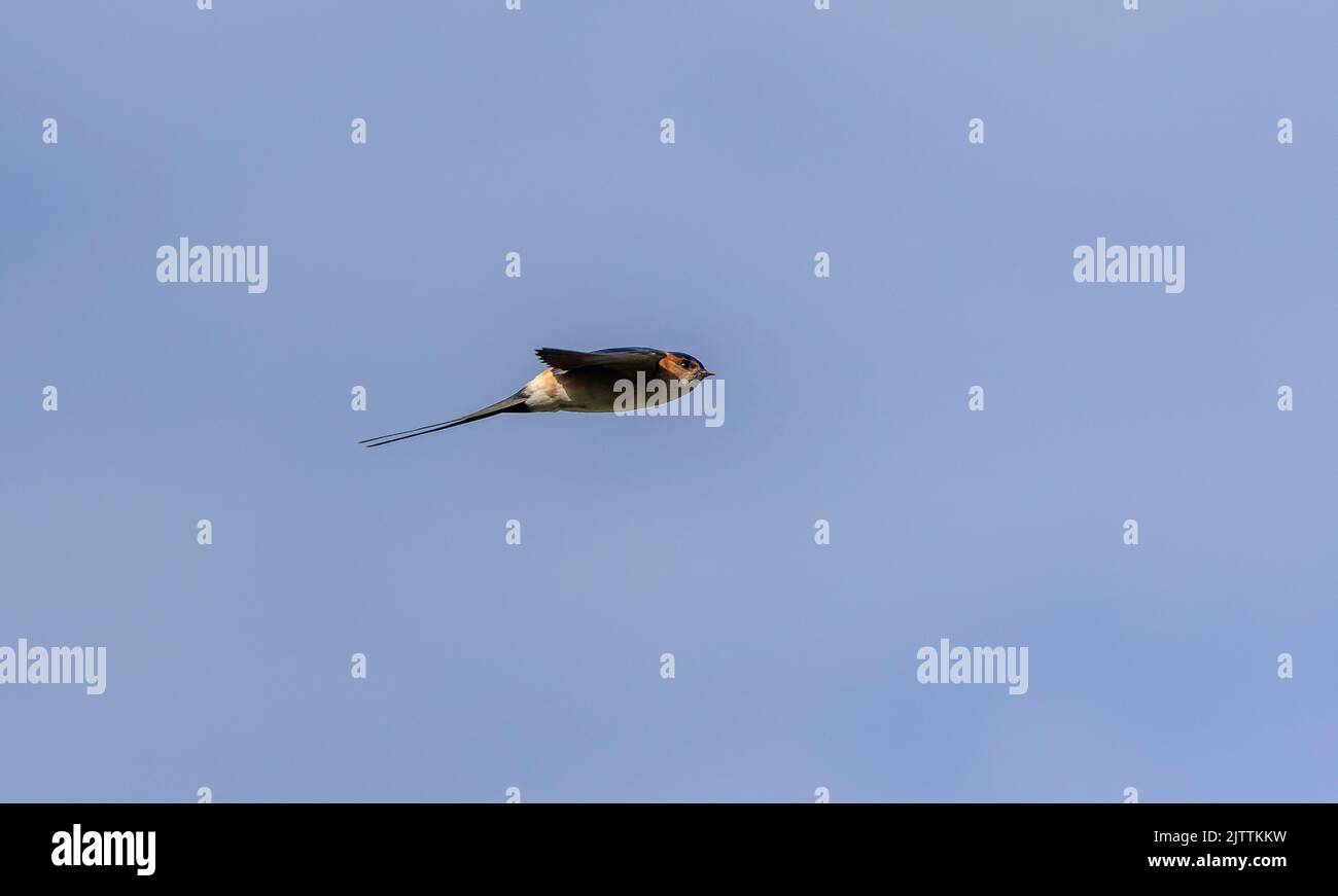 Red-rumped swallow, Cecropis daurica, in flight, on the breeding ...