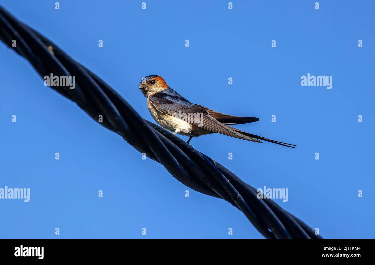 Red-rumped swallow, Cecropis daurica, perched on cable, on the breeding ...