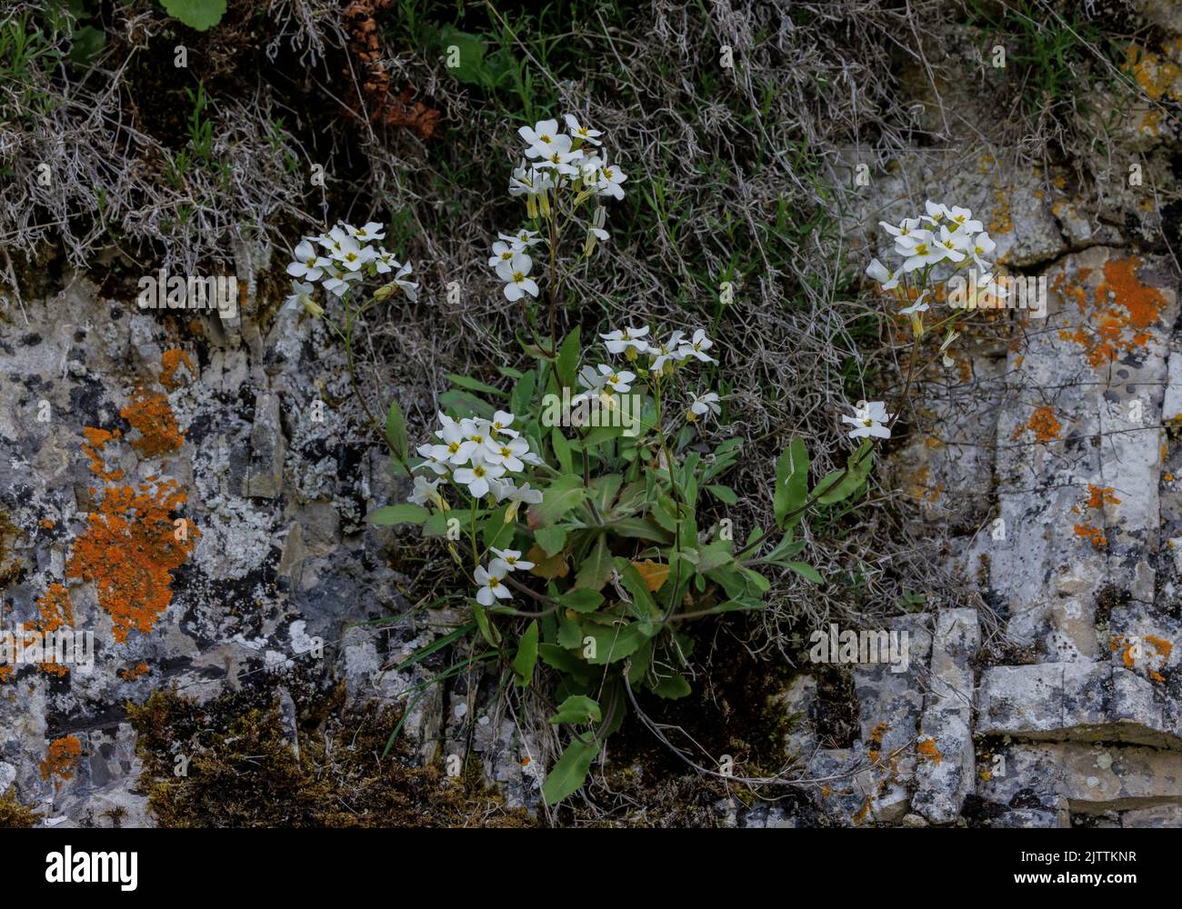 Alpine rock-cress, Arabis alpina on rock ledge, Vikos Gorge, Greece ...