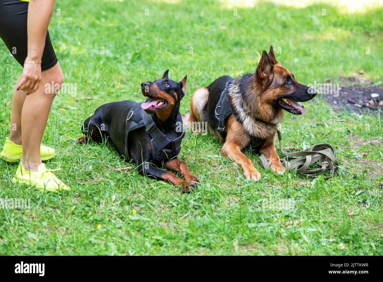 German Shepherd Vs Doberman Fight