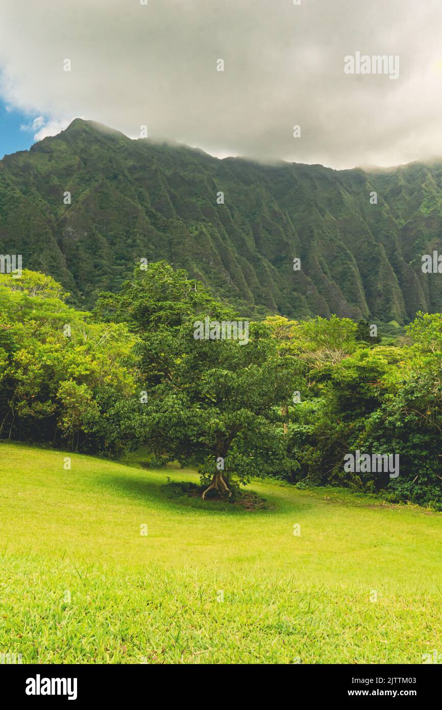 Oahu green space hi-res stock photography and images - Alamy