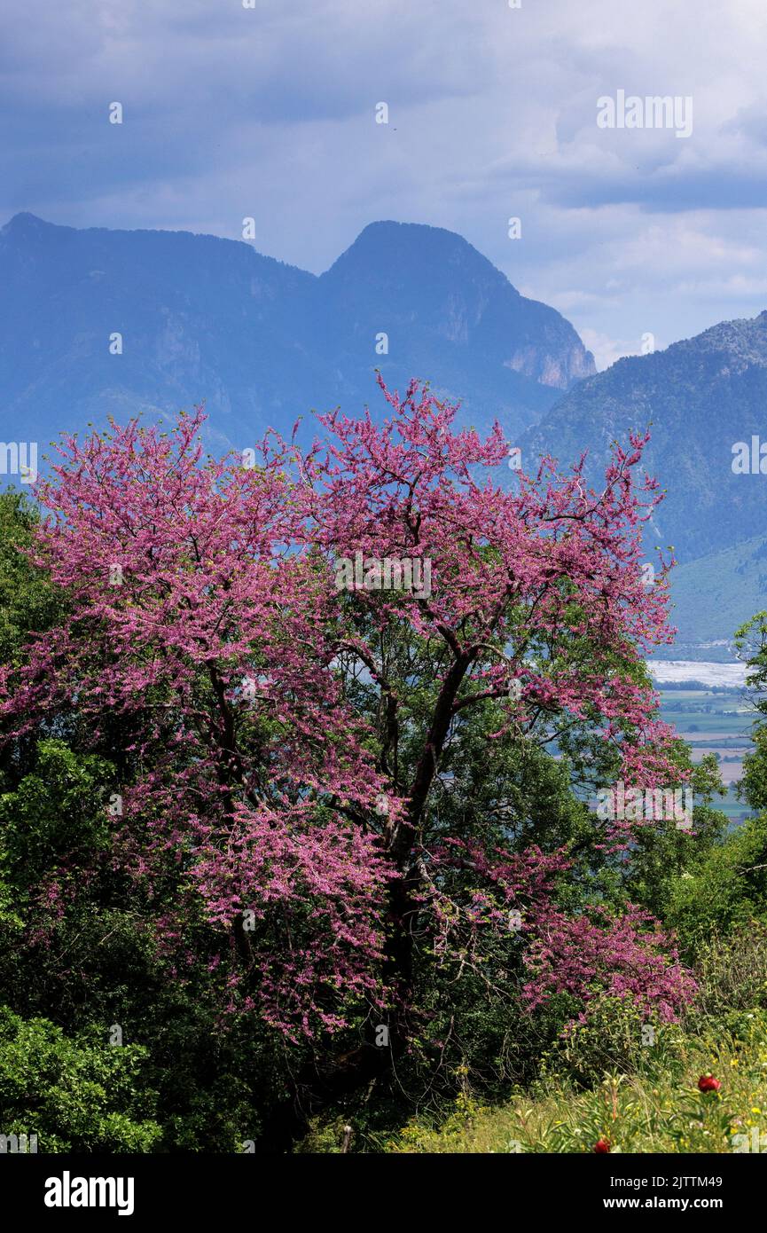Large old Judas tree, Cercis siliquastrum, in flower, in woodland ...