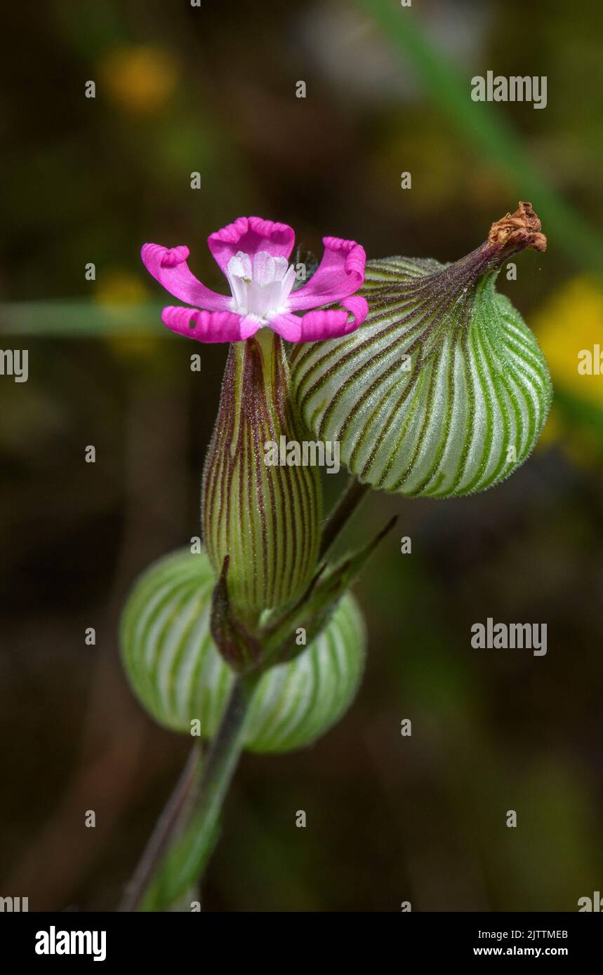 Sand Catchfly, Silene conica in flower and fruit, in dry grassland ...