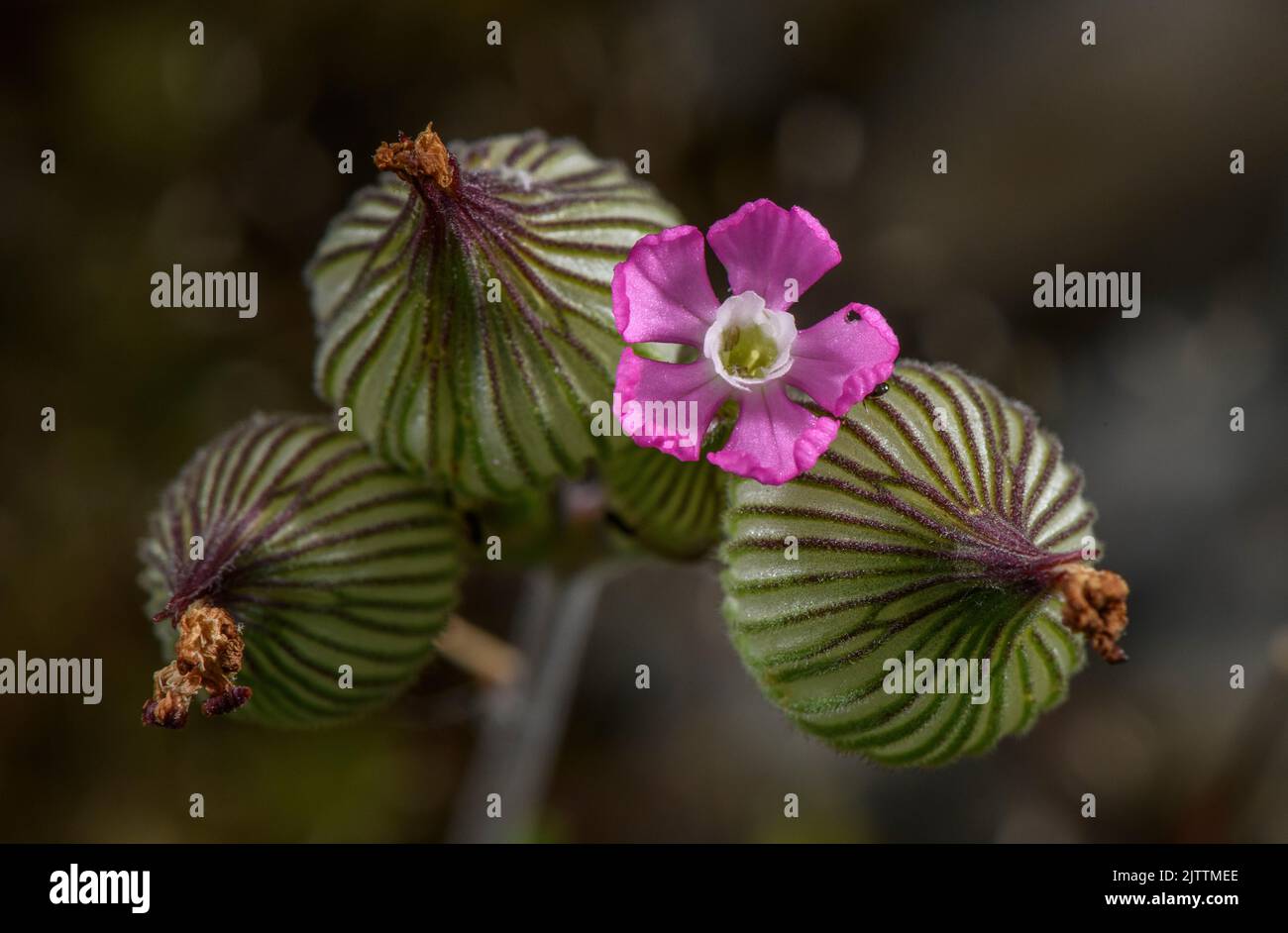 Sand Catchfly, Silene conica in flower and fruit, in dry grassland ...
