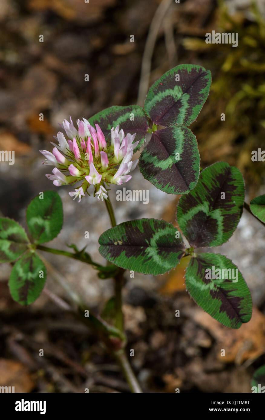 Bladder clover hi-res stock photography and images - Alamy