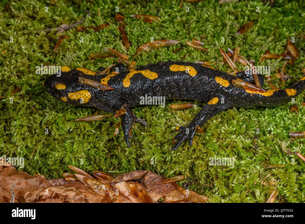Fire salamander, Salamandra salamandra, in montane beech woodland ...
