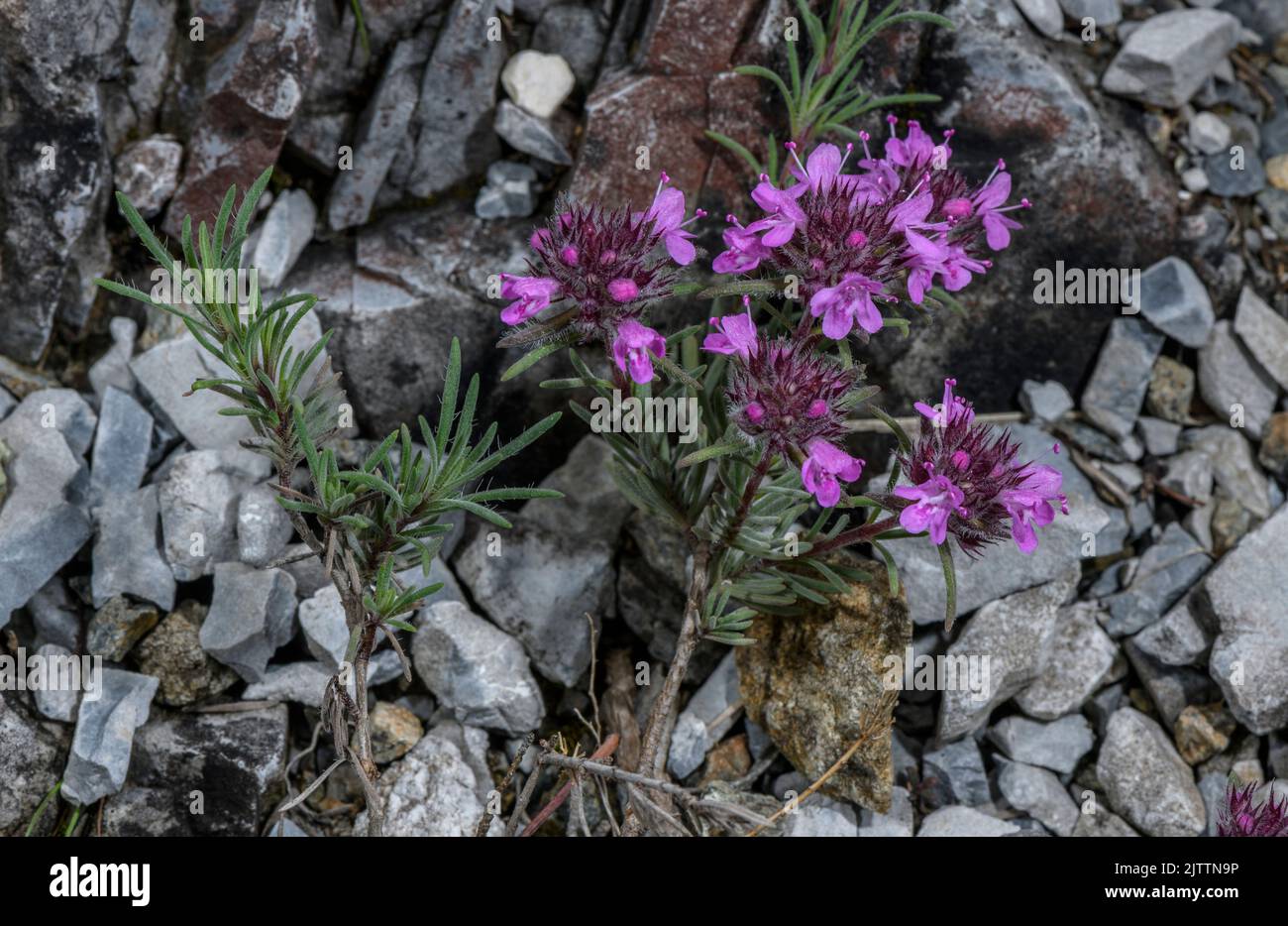 A greek thyme, Thymus atticus in flower on limestone, Mount Olympus ...
