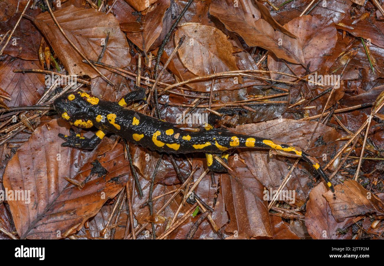 Fire salamander, Salamandra salamandra, in montane beech woodland ...